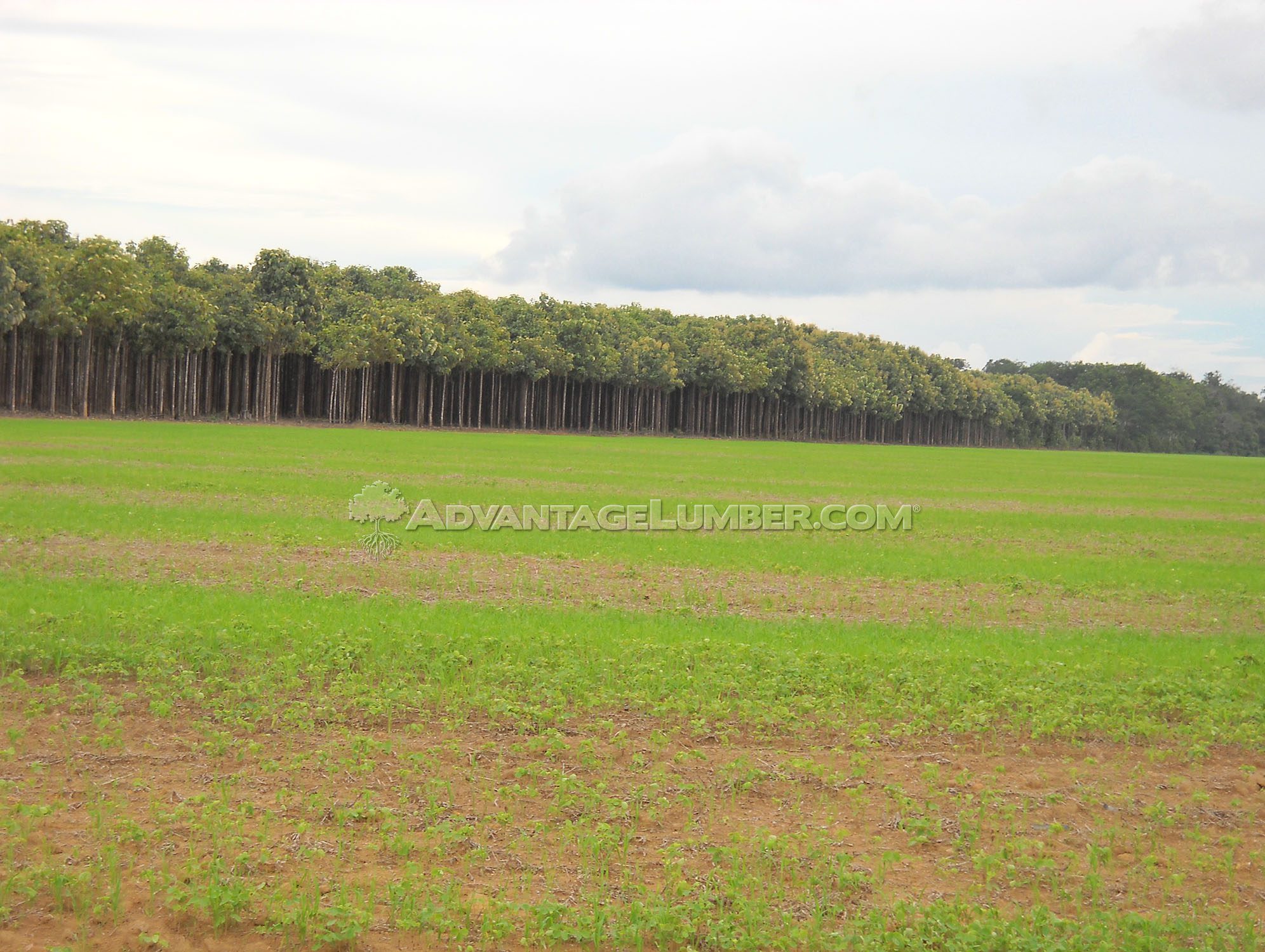 What is Teak Wood? - AdvantageLumber Blog